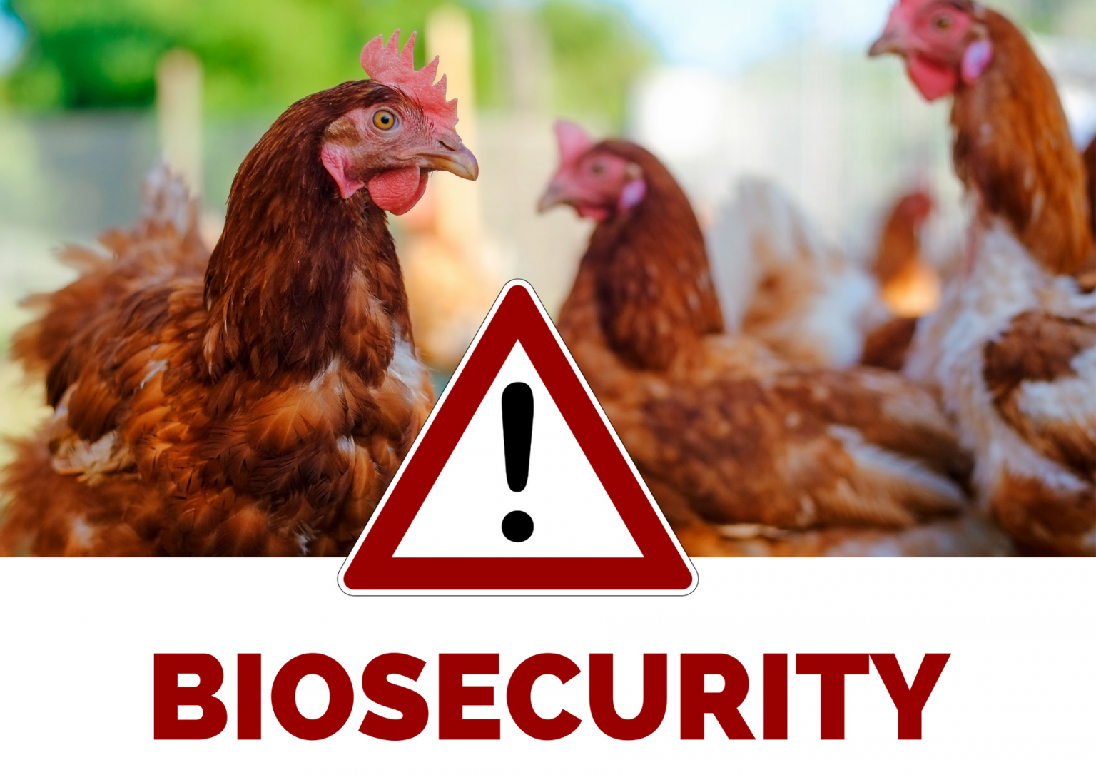 Biosecurity is a "must- have" if you want your livestock to be safe